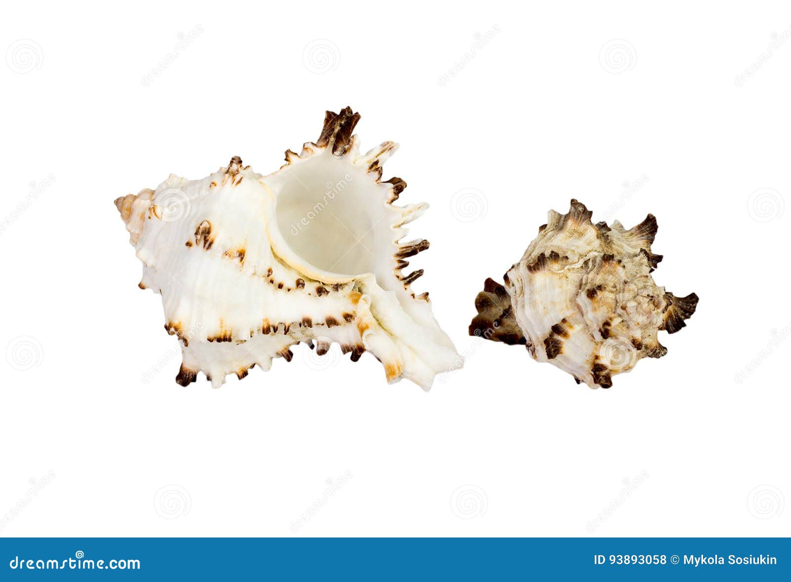 Old Sea Shell Isolated on White Background Stock Photo - Image of ...