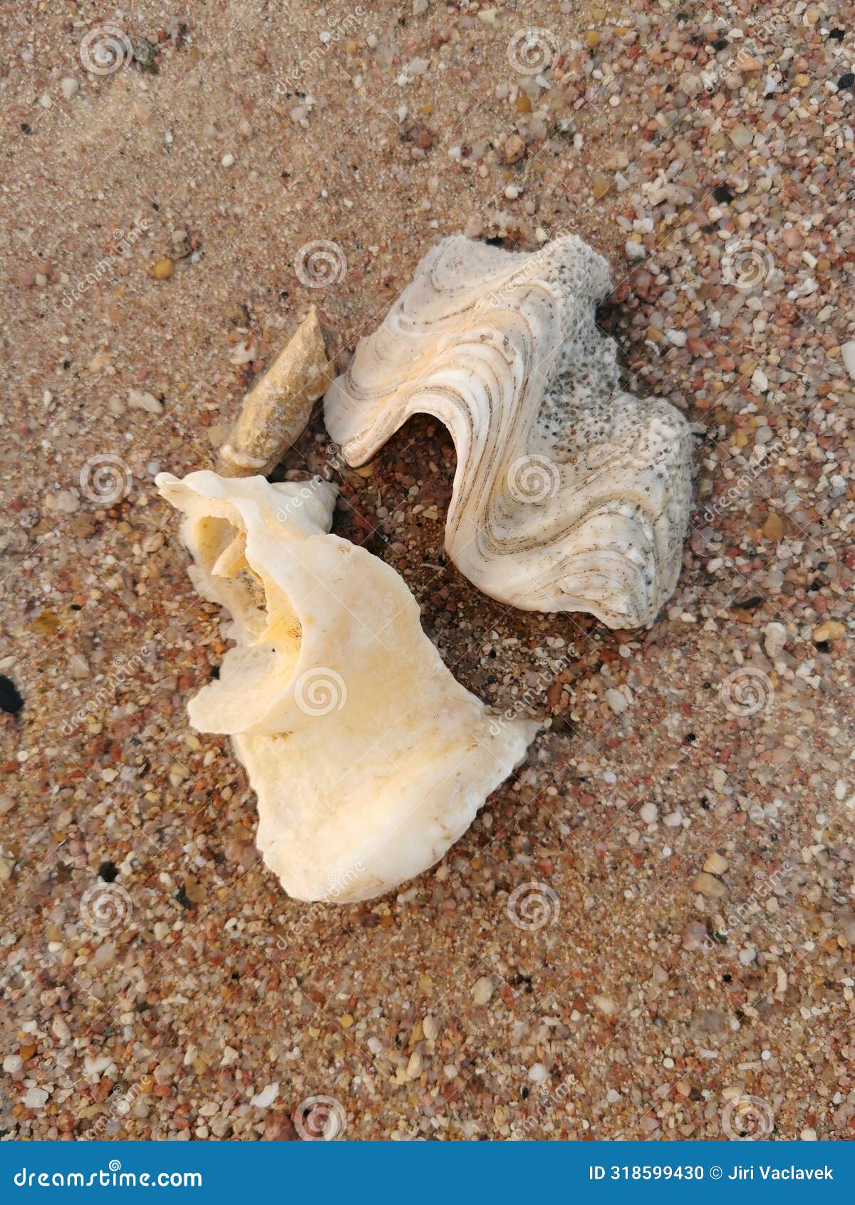 Old sea shell stock photo. Image of evolution, sand - 318599430