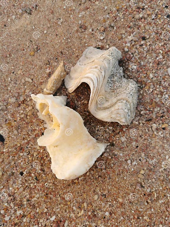 Old sea shell stock photo. Image of evolution, sand - 318599430