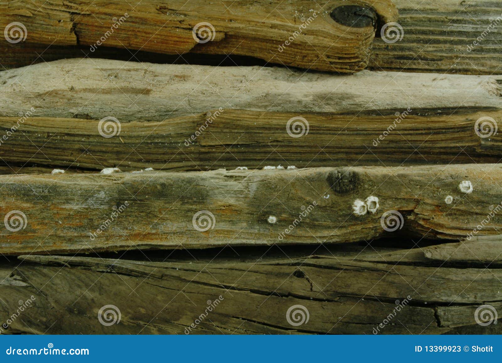 Old sea wood stock image. Image of branch, rustic, details - 13399923