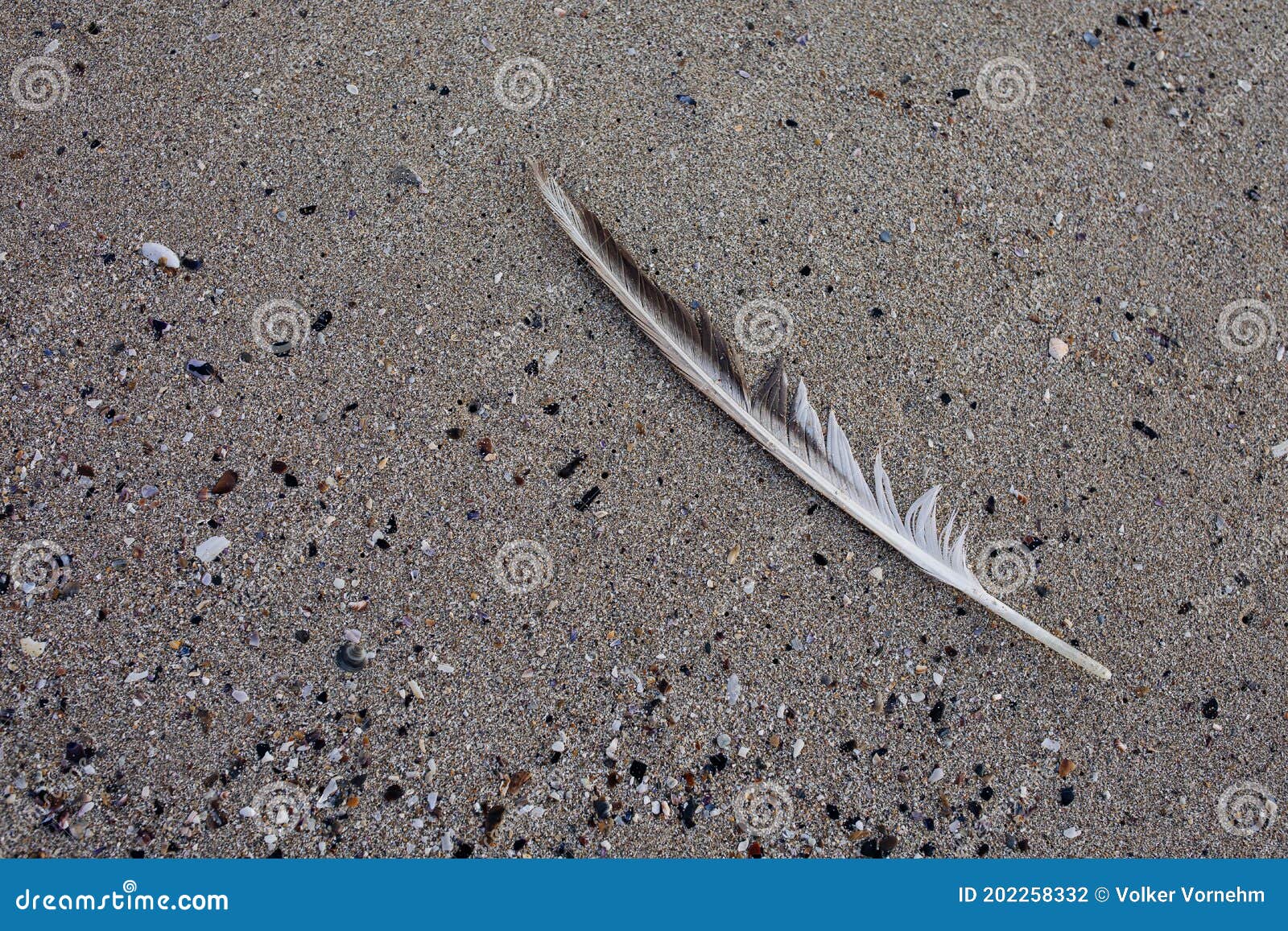 Old Seagull Feather Lies in the Sand of the Beach, Surrounded by ...
