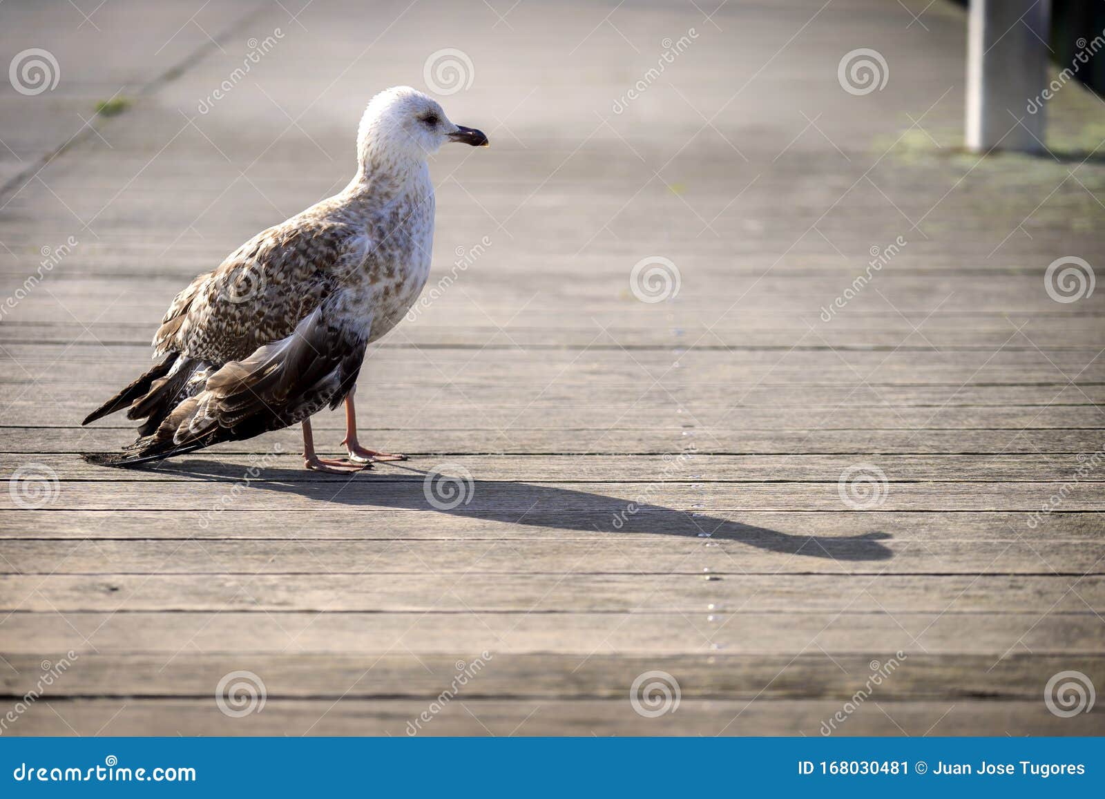 Old seagull perched stock image. Image of vintage, wild - 168030481