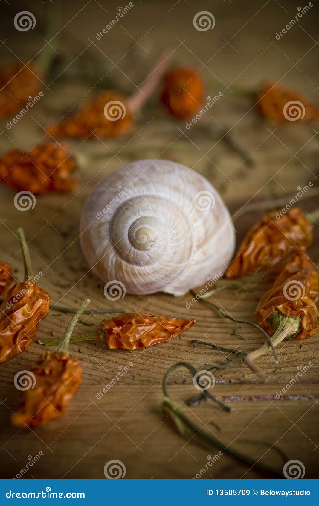 Old seashell stock image. Image of objects, forgiveness - 13505709