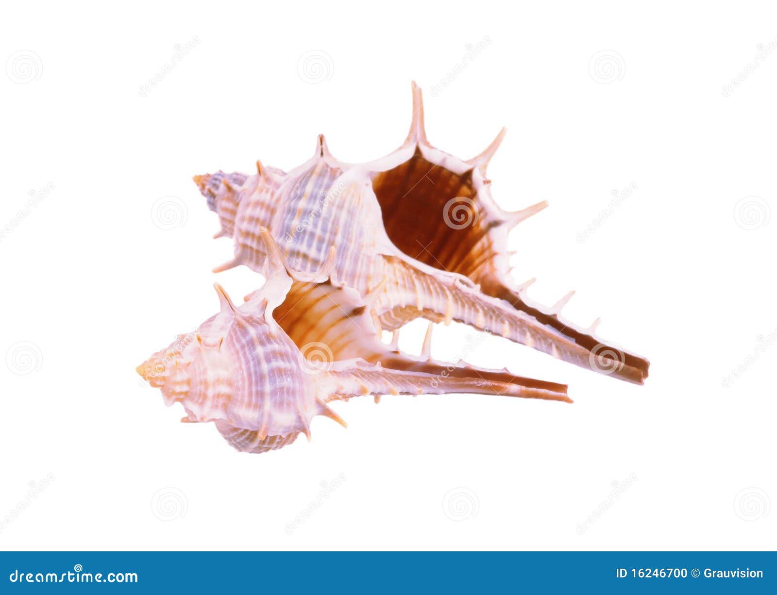Old seashell stock photo. Image of ocean, nature, snail - 16246700