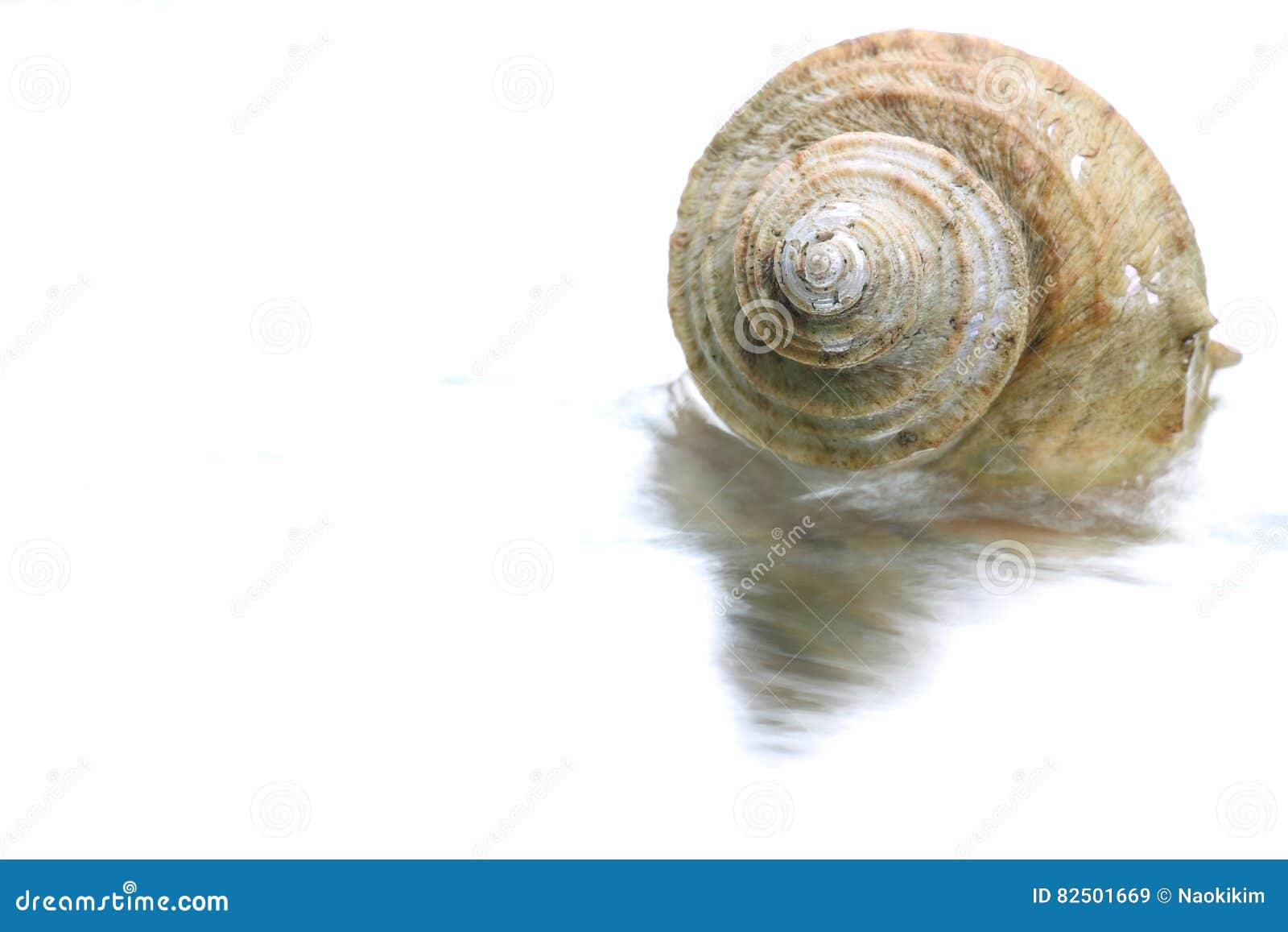 Old Seashell on White Wave Background Stock Image - Image of animal ...