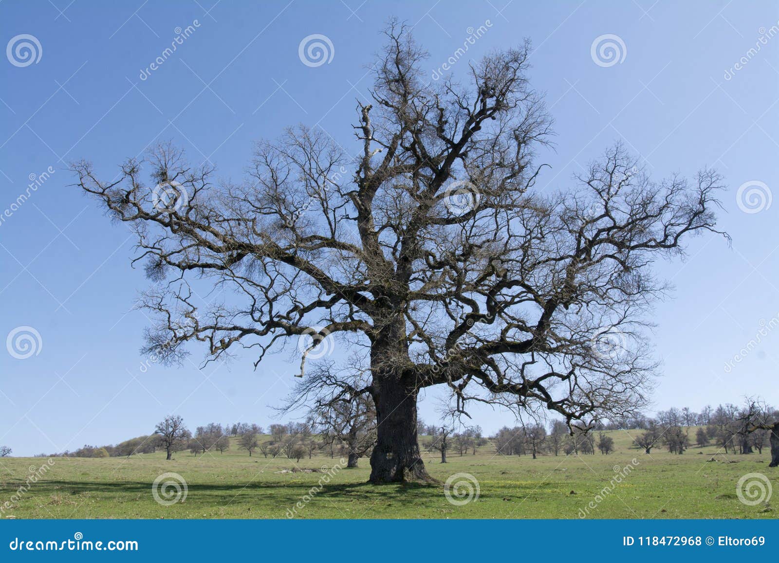 Old, Secular Common Oak Tree Royalty-Free Stock Photo | CartoonDealer ...