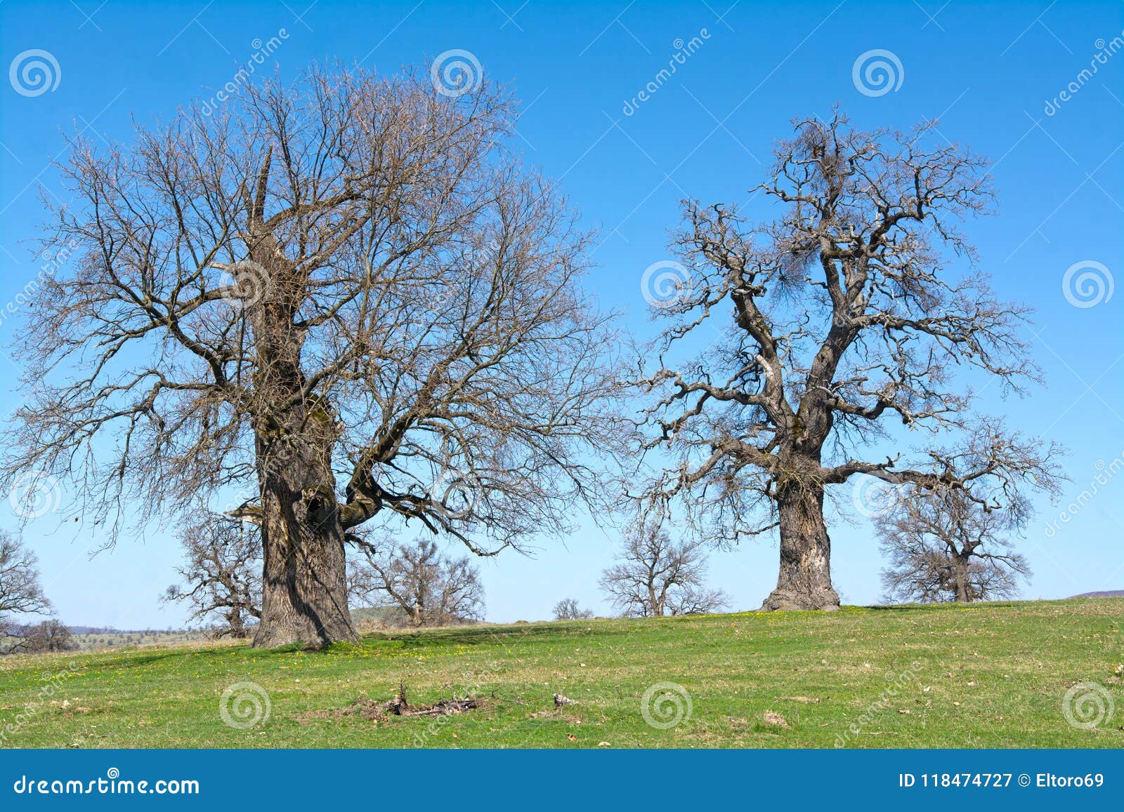 Old, Secular Common Oak Tree Royalty-Free Stock Photo | CartoonDealer ...
