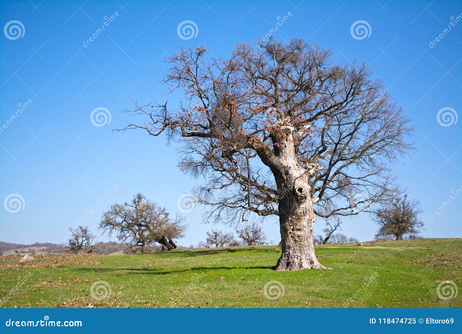 Old, Secular Common Oak Tree Royalty-Free Stock Photo | CartoonDealer ...