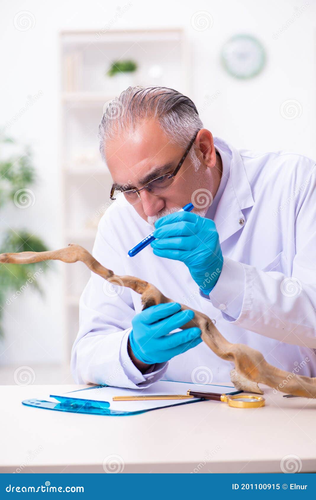 Old Senior Paleontologist Working in the Lab Stock Image - Image of ...