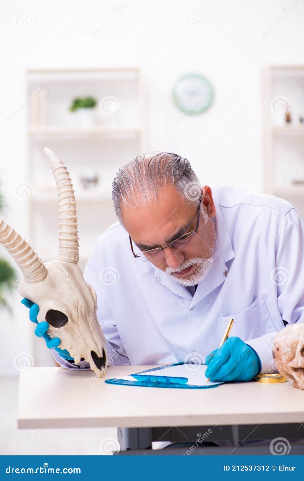 Old Senior Paleontologist Working in the Lab Stock Photo - Image of ...