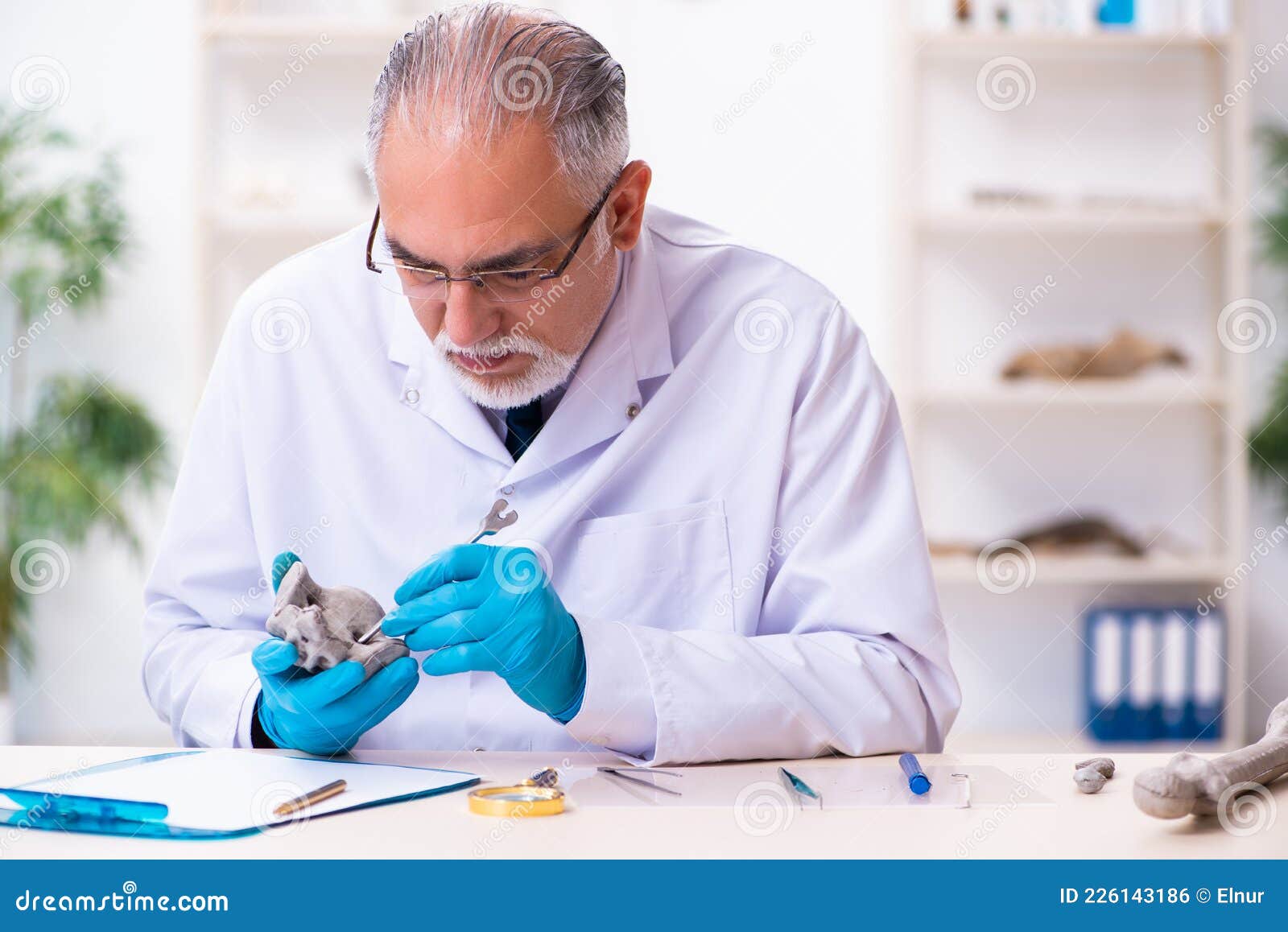 Old Senior Paleontologist Working in the Lab Stock Photo - Image of ...