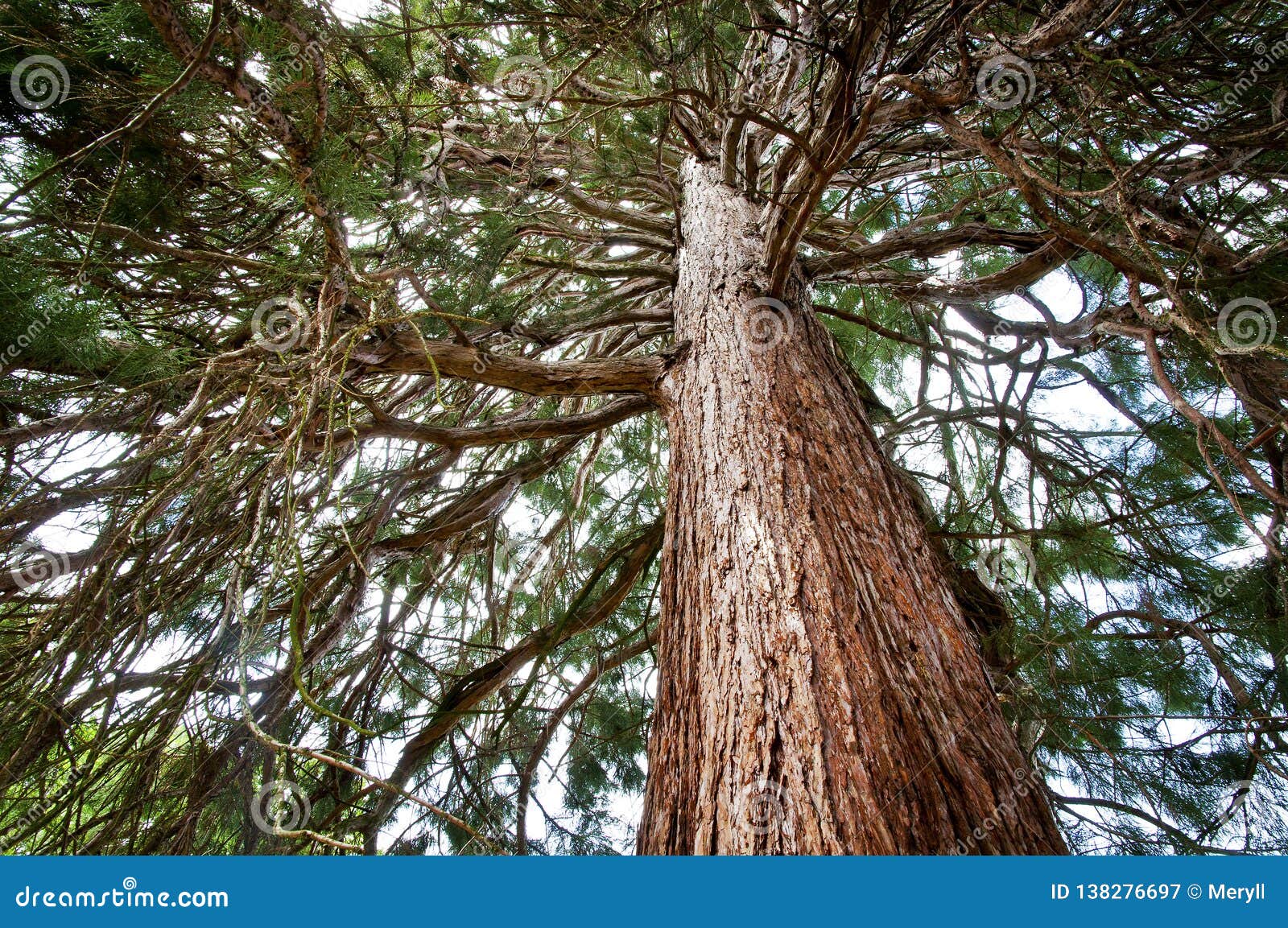 Old sequoia tree stock image. Image of giant, grow, trunk - 138276697