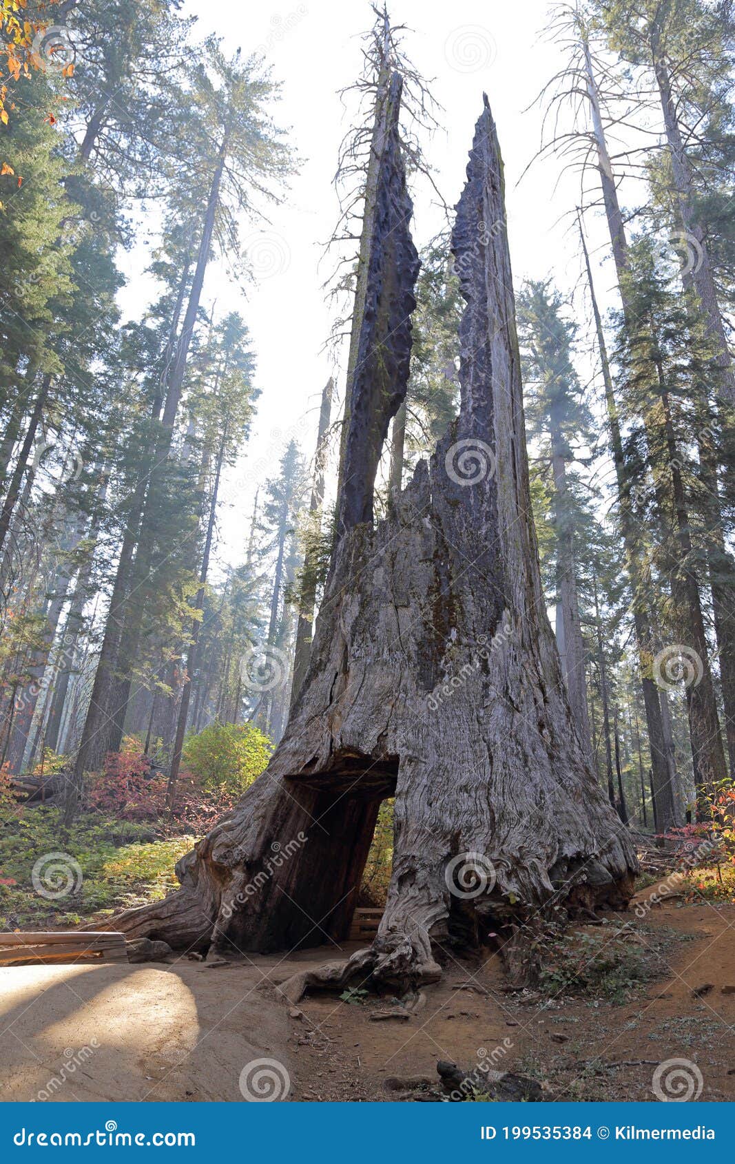 Old Sequoia Tree Trunk with a Tunnel Cut through it Stock Photo - Image ...