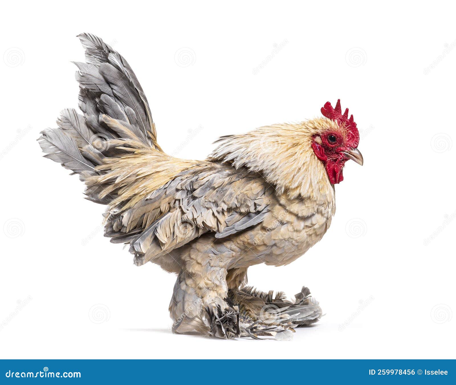 Old Serama Hen, Isolated on White Stock Photo - Image of isolated, bird ...