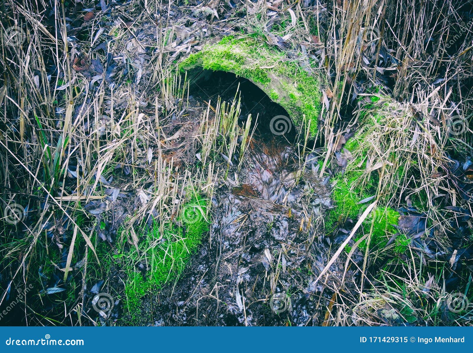 Old sewer pipe in nature stock image. Image of pipe - 171429315