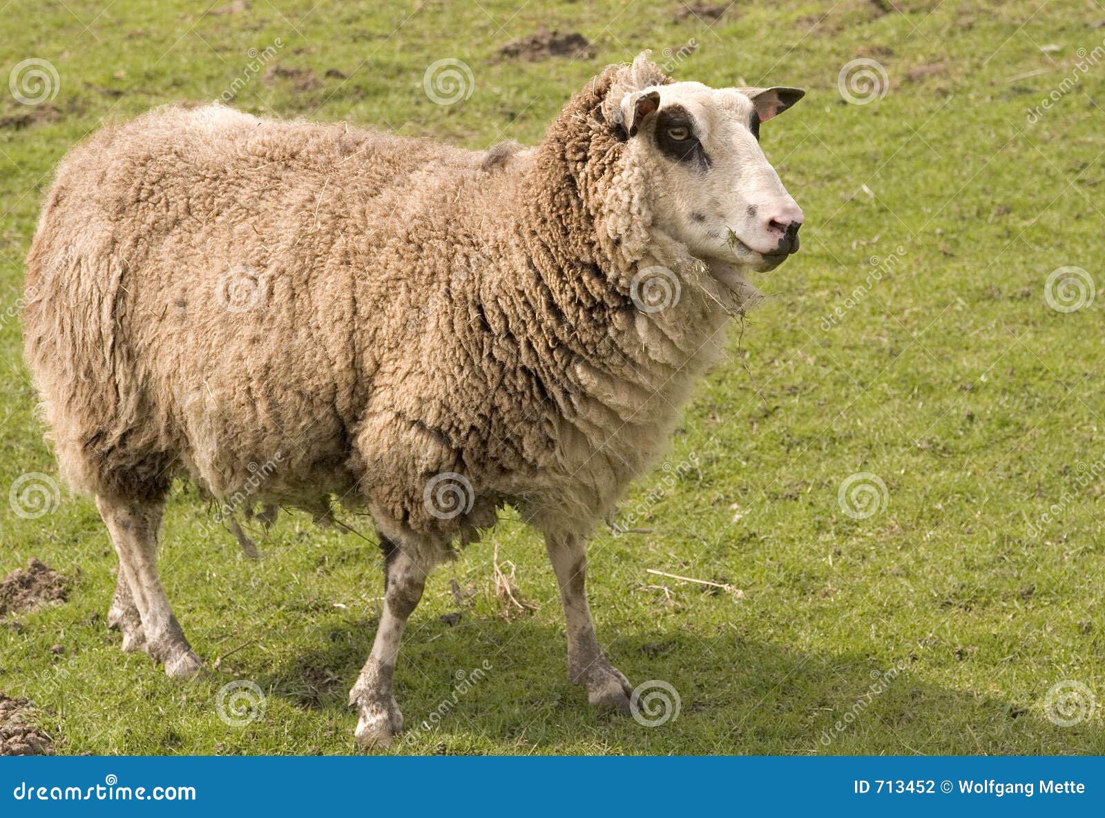 Old sheep stock photo. Image of grass, baby, nose, lamp - 713452