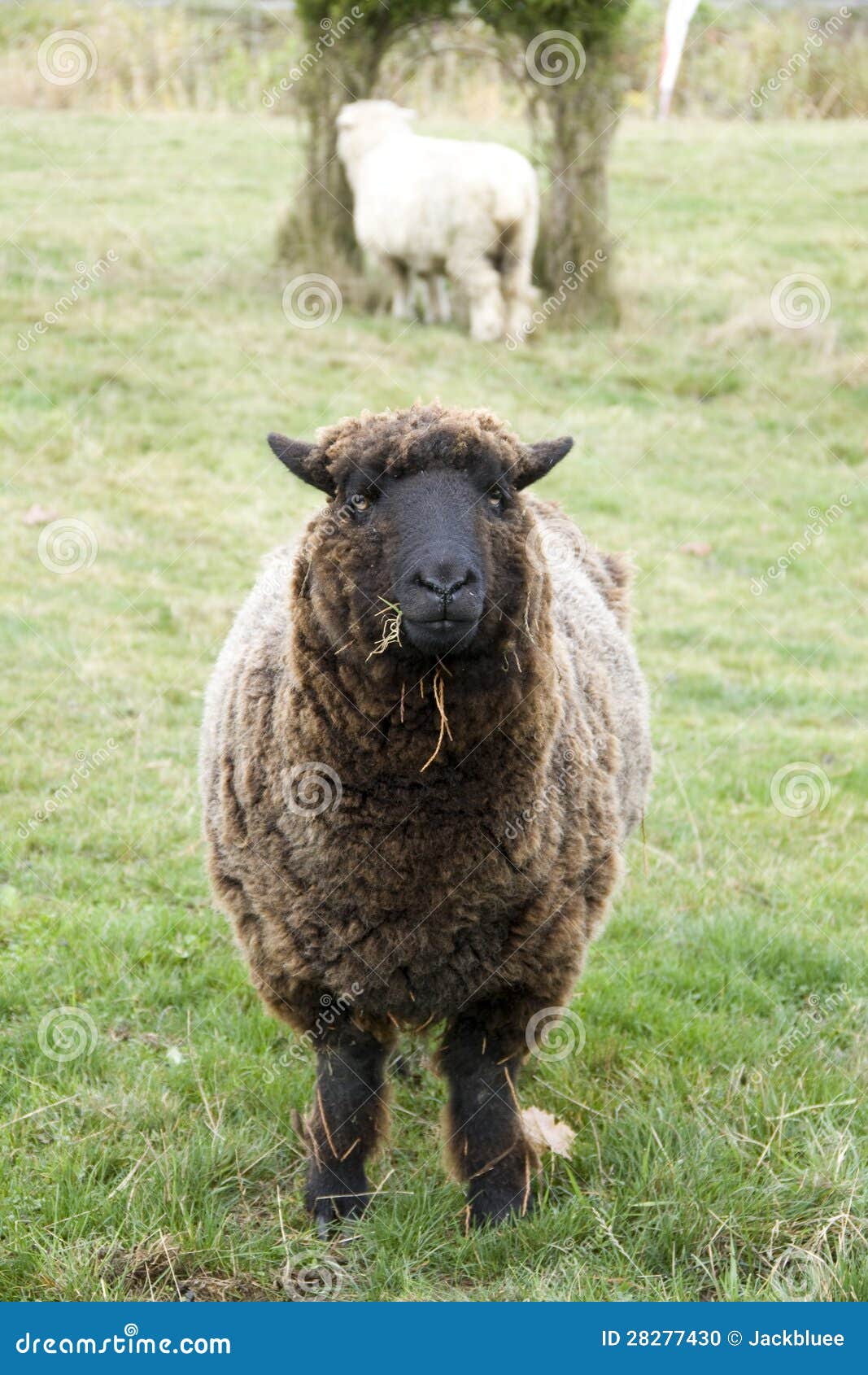 Old sheep farm stock photo. Image of funny, staring, looking - 28277430