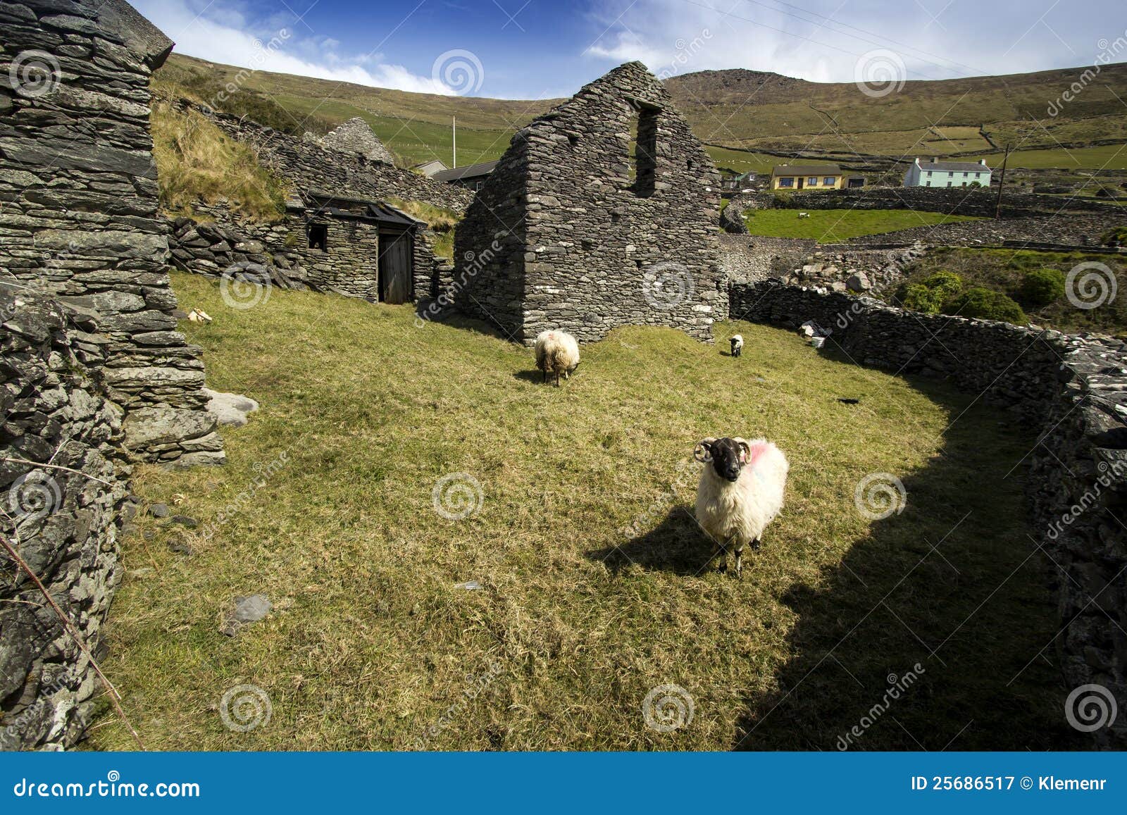 Sheep Pasture - Port Jackson - New Zealand Stock Photography ...