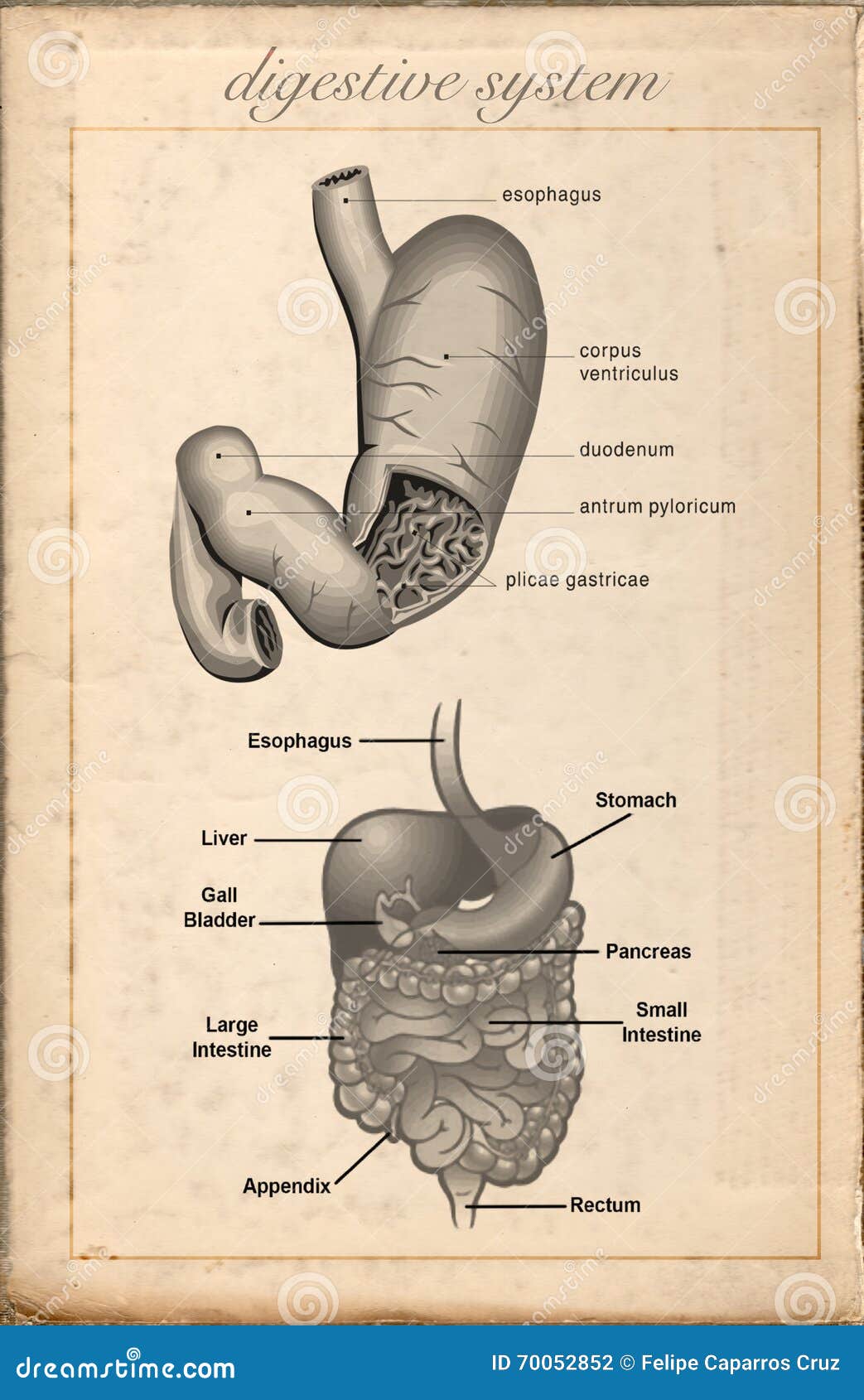 Old Sheet Vintage of the Digestive System Stock Illustration ...