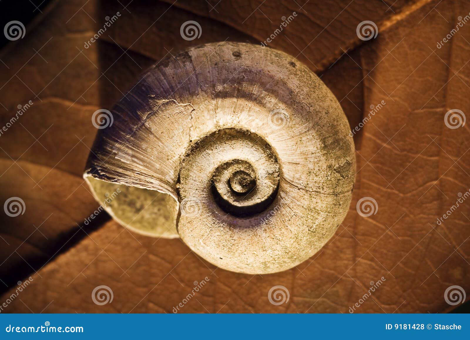 Old blank spiral shell stock photo. Image of snail, color - 9181428