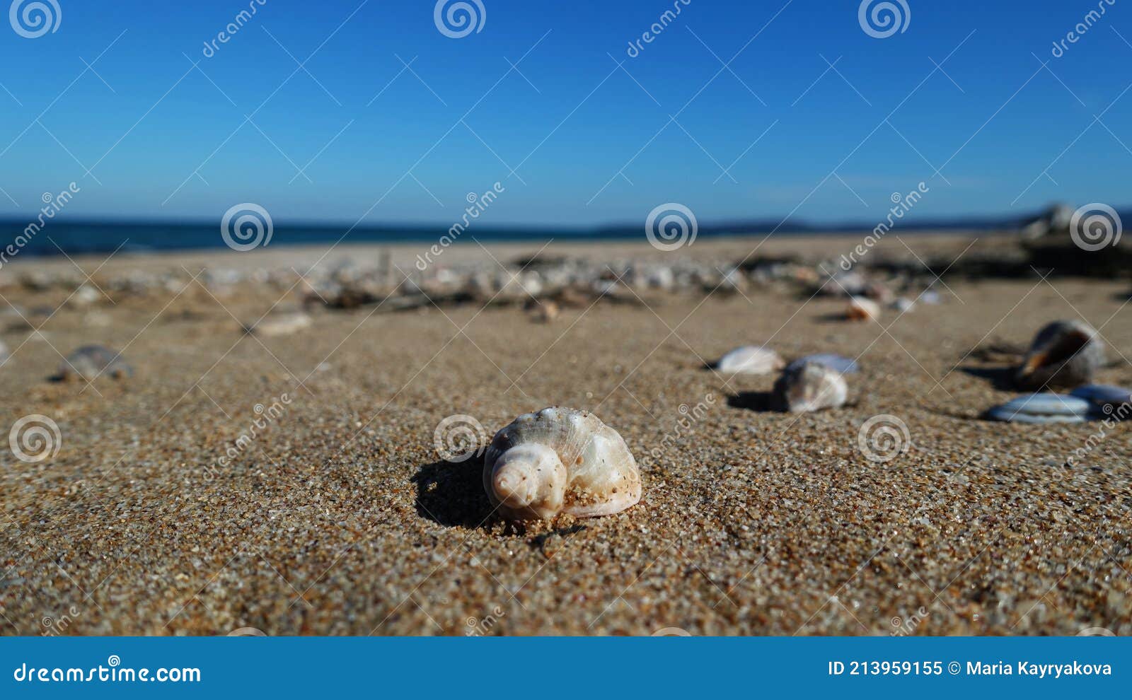 Old shell stock image. Image of ocean, invertebrate - 213959155