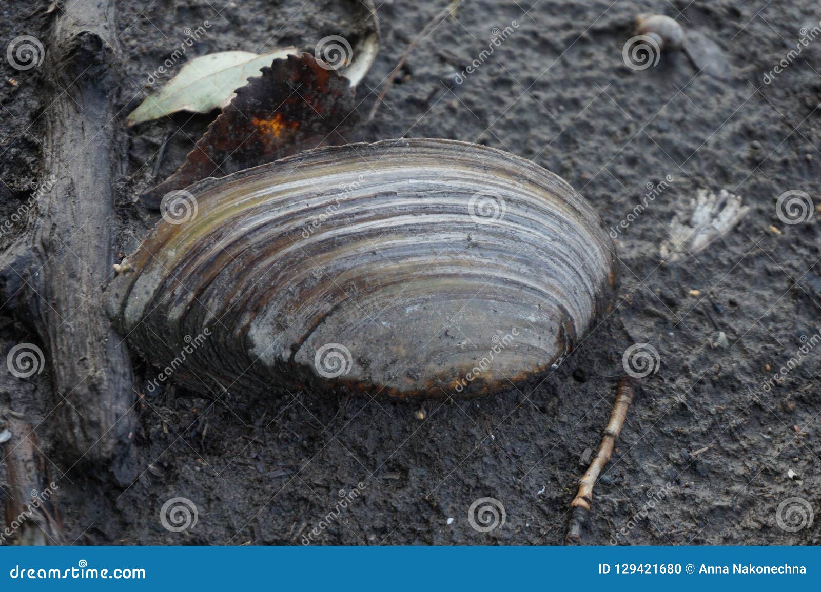 An Old Shell, Cast Ashore and Lying in the Mud. Stock Photo - Image of ...