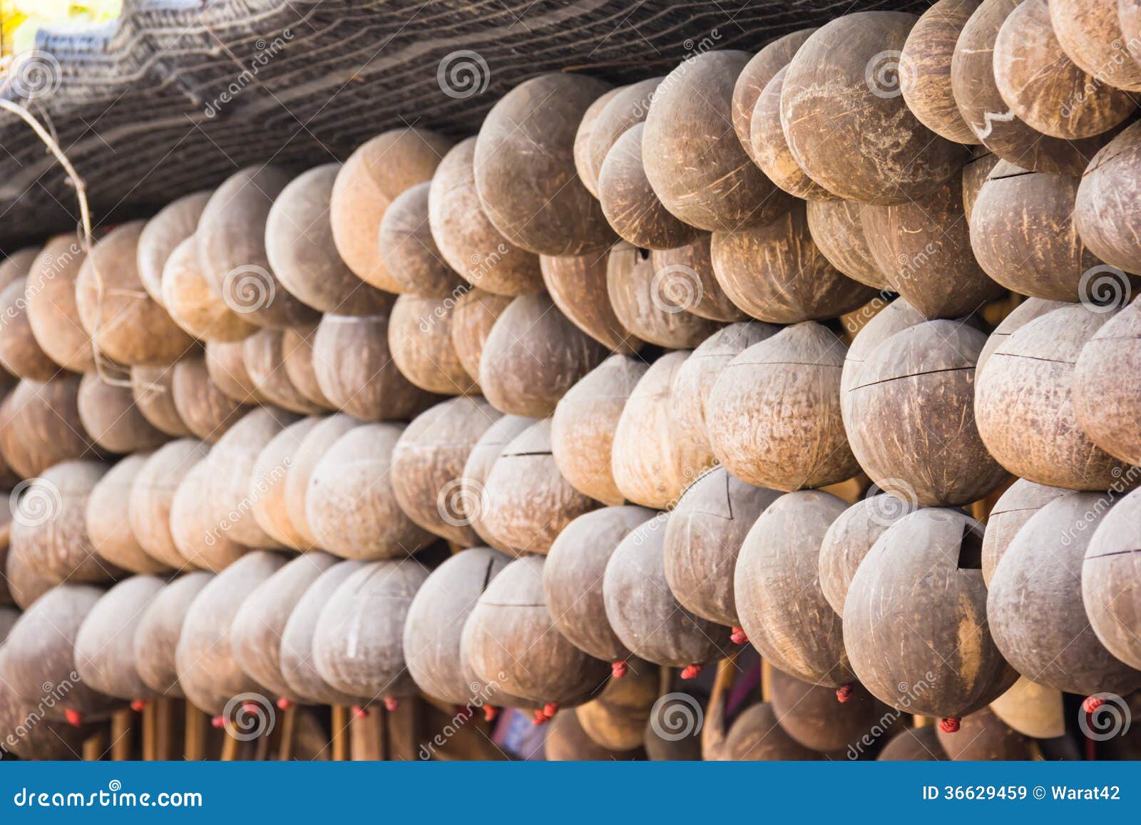 Old shell coconuts stock image. Image of coconut, asian - 36629459