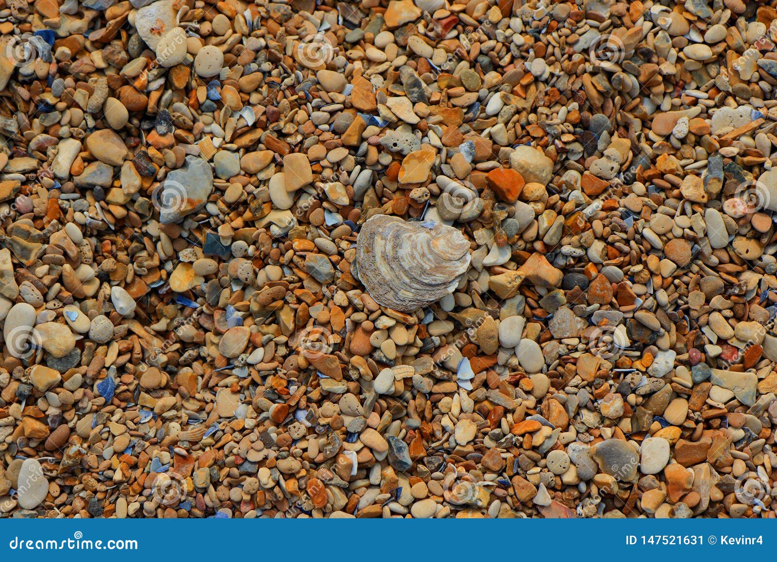 An Old Shell Laying on a Pebbled Beach Stock Image - Image of seafood ...