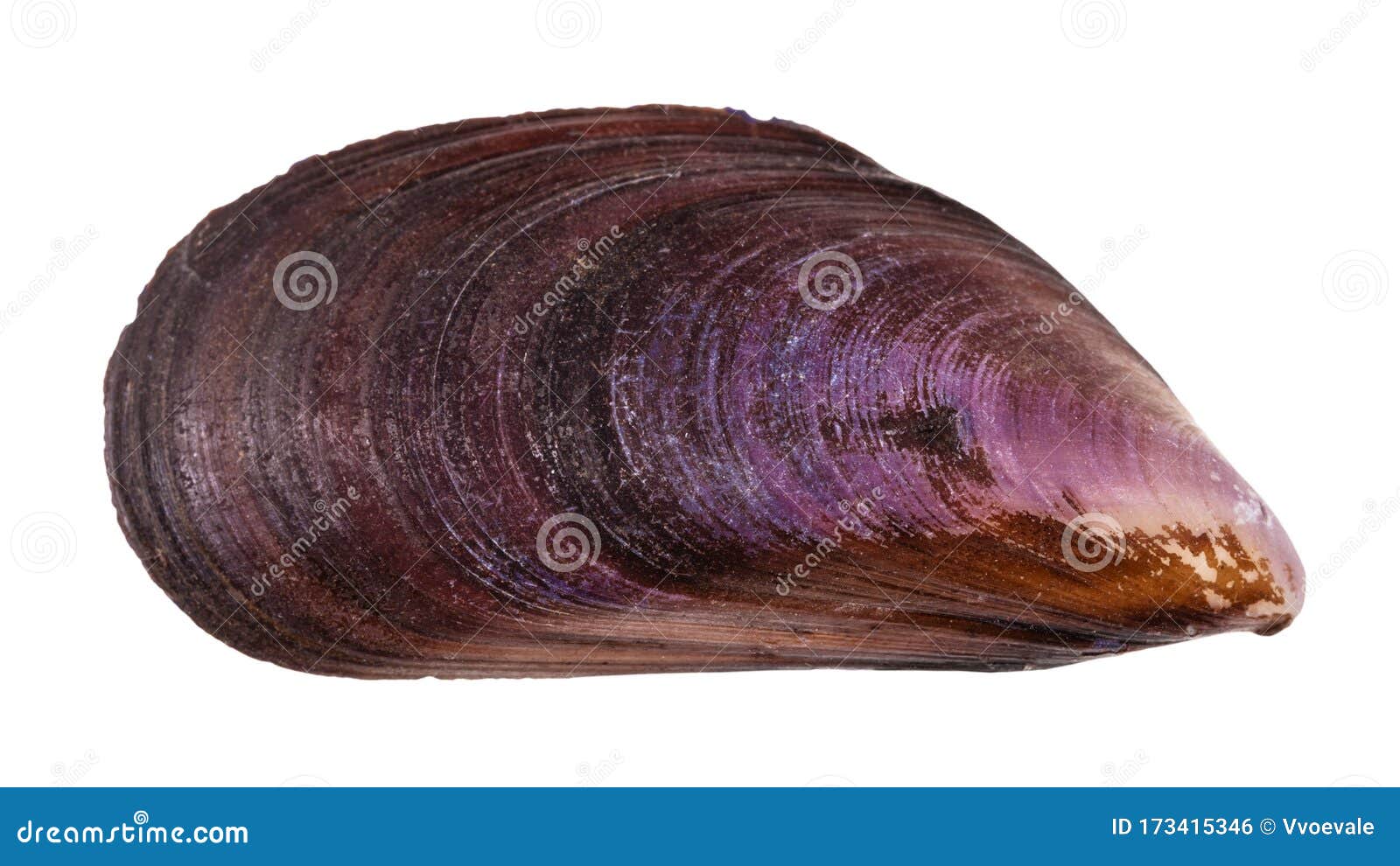 Old Shell of Mussel Isolated on White Stock Photo - Image of isolated ...