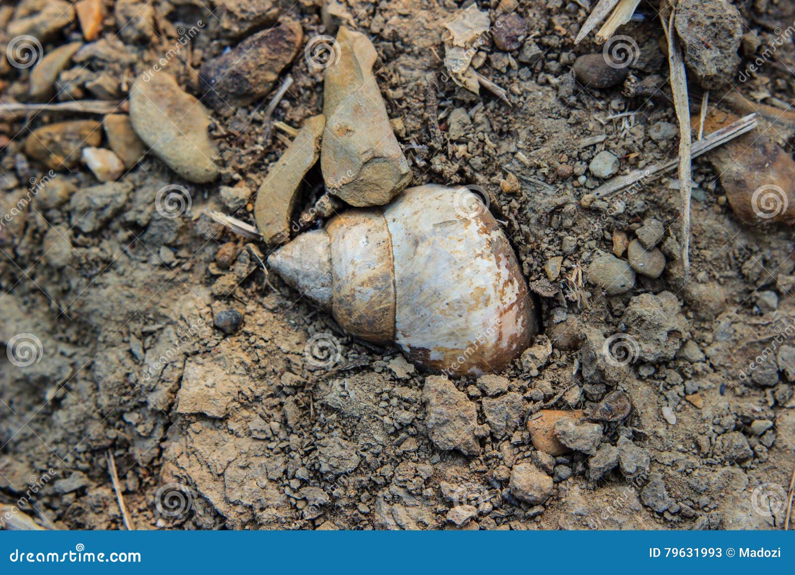 Old shell of snail in soil stock image. Image of square - 79631993