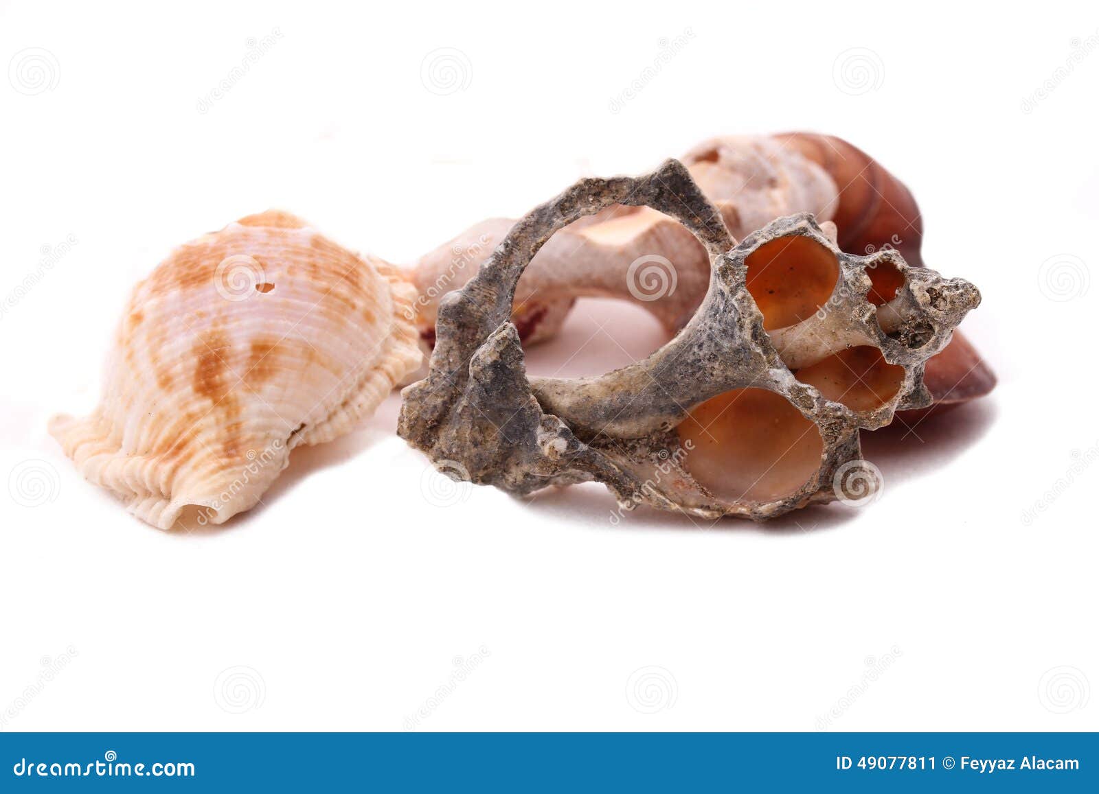 The Old Shell on the White Background Stock Image - Image of life ...