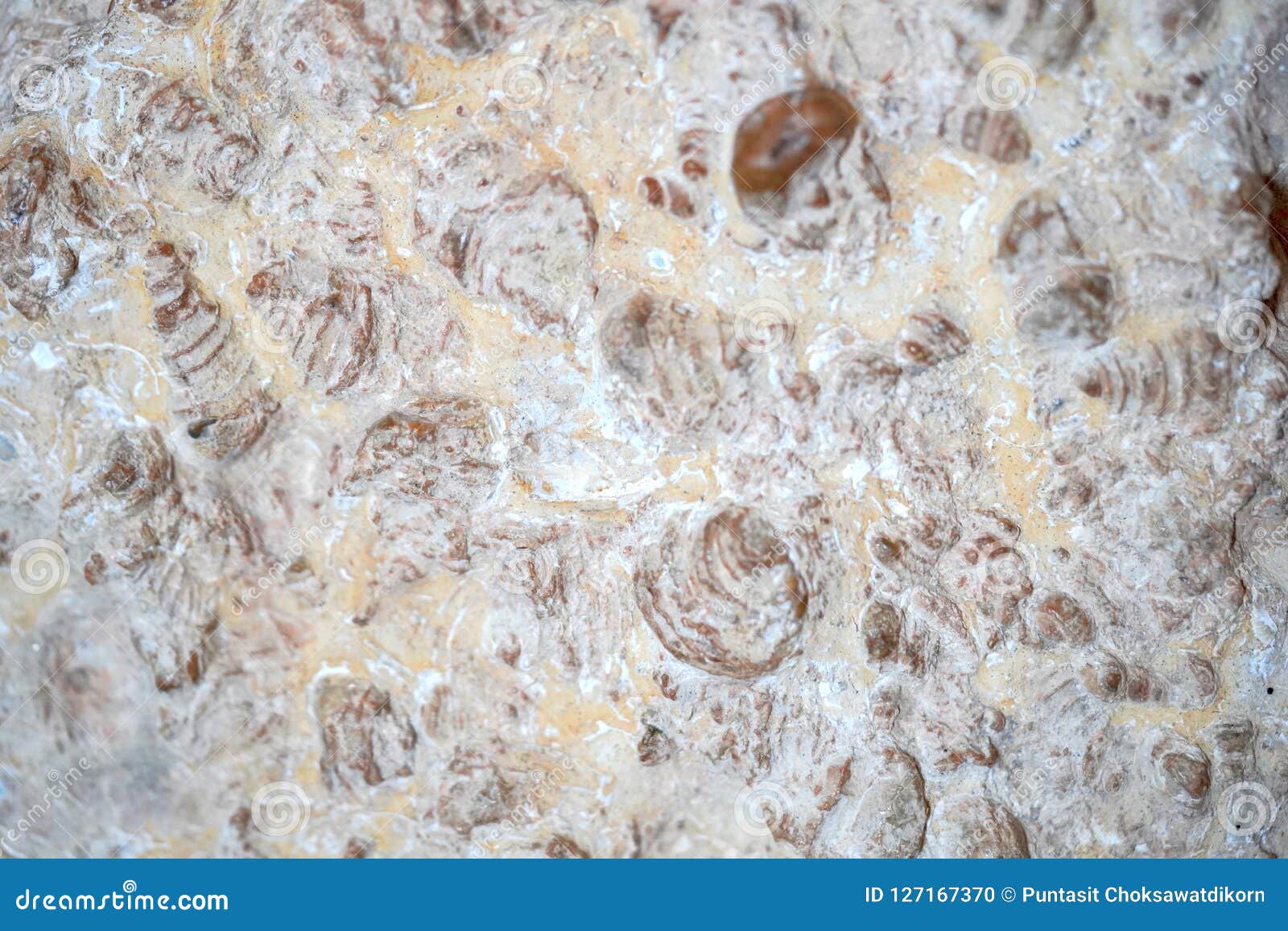 Old Shells Fossil in Stone Background Stock Photo - Image of aged ...