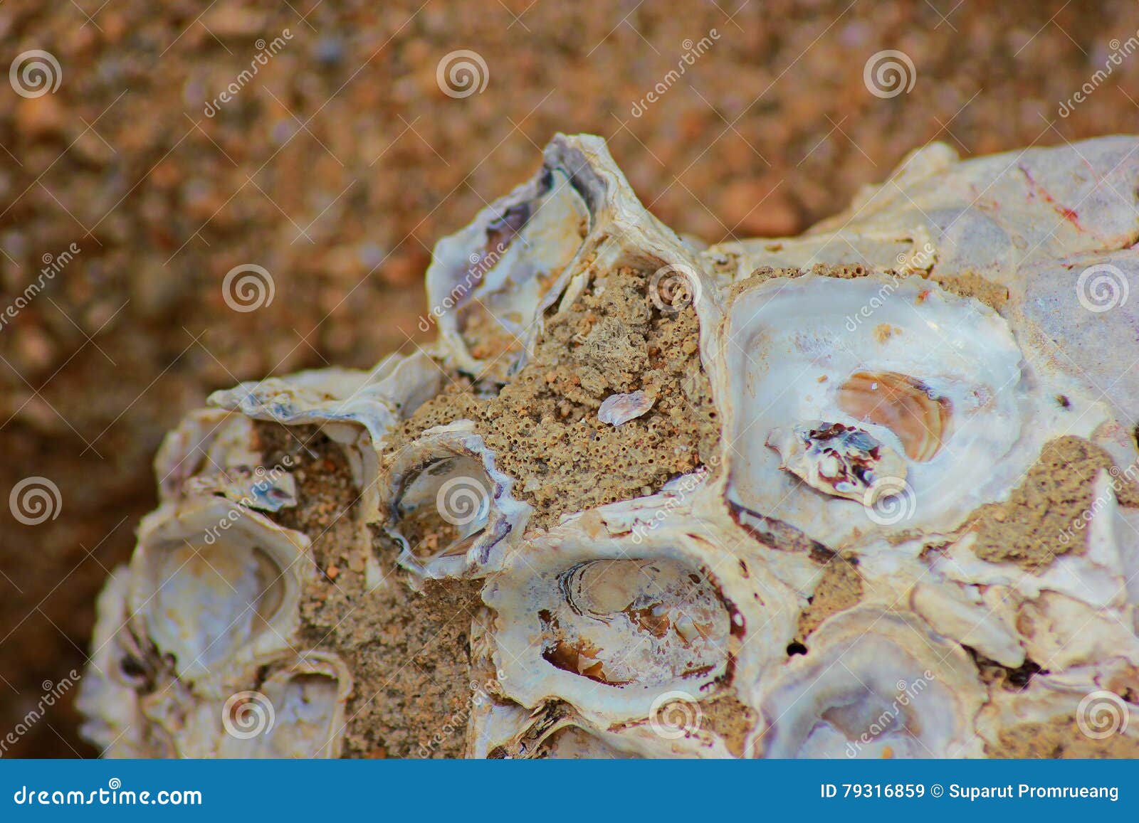 Old shells stock image. Image of occur, sharp, approaching - 79316859