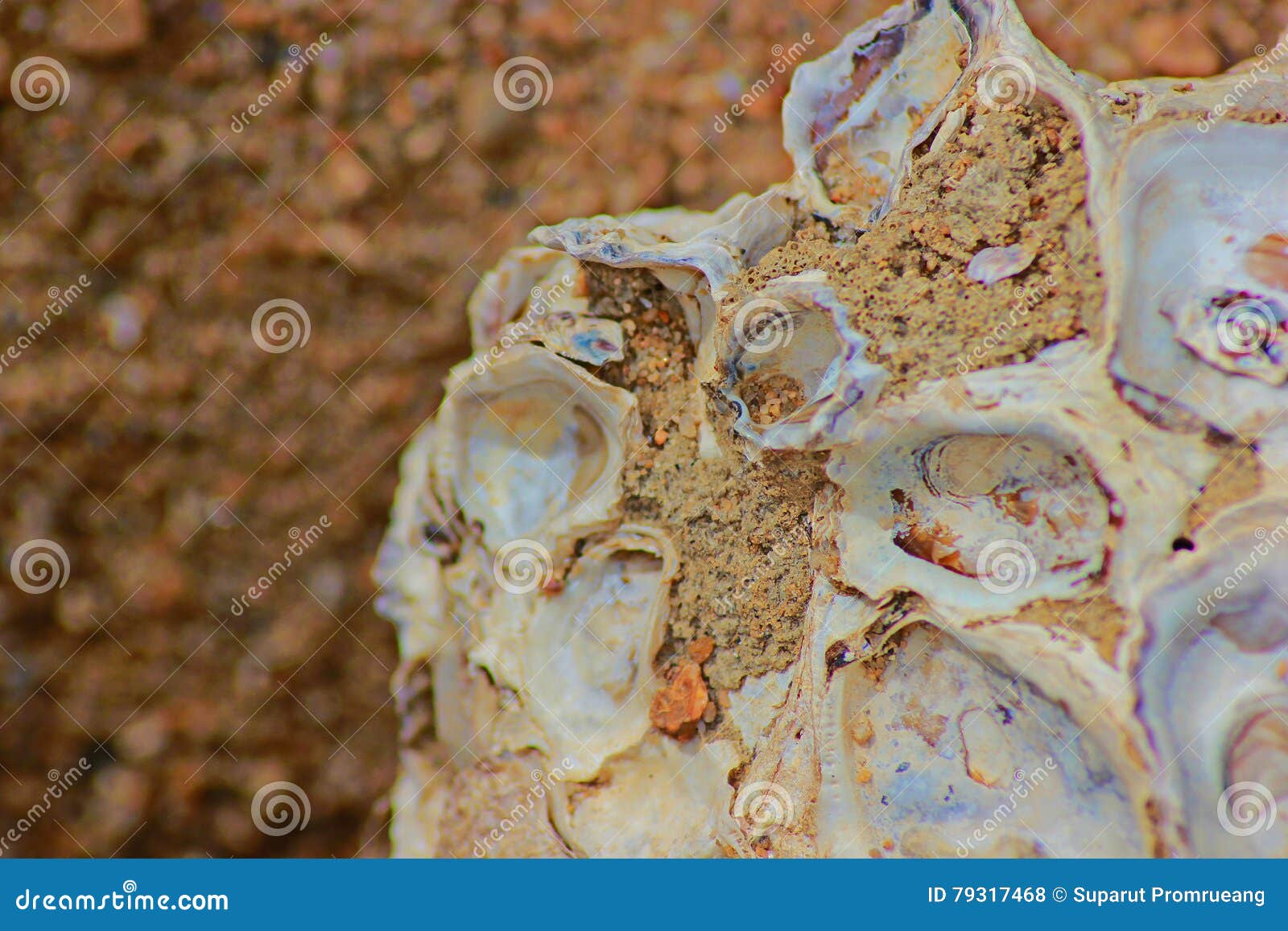 Old shells stock photo. Image of naturally, objects, object - 79317468