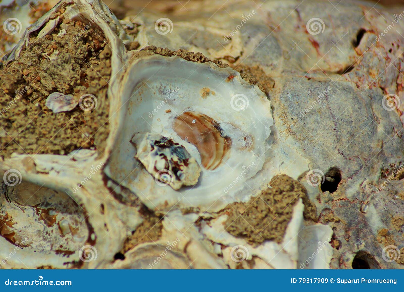 Old shells stock image. Image of sharp, approaching, create - 79317909