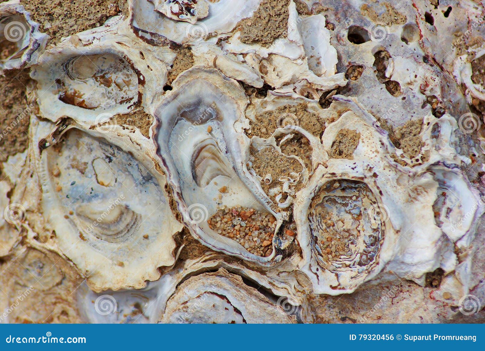 Old shells stock photo. Image of separated, phenomenon - 79320456