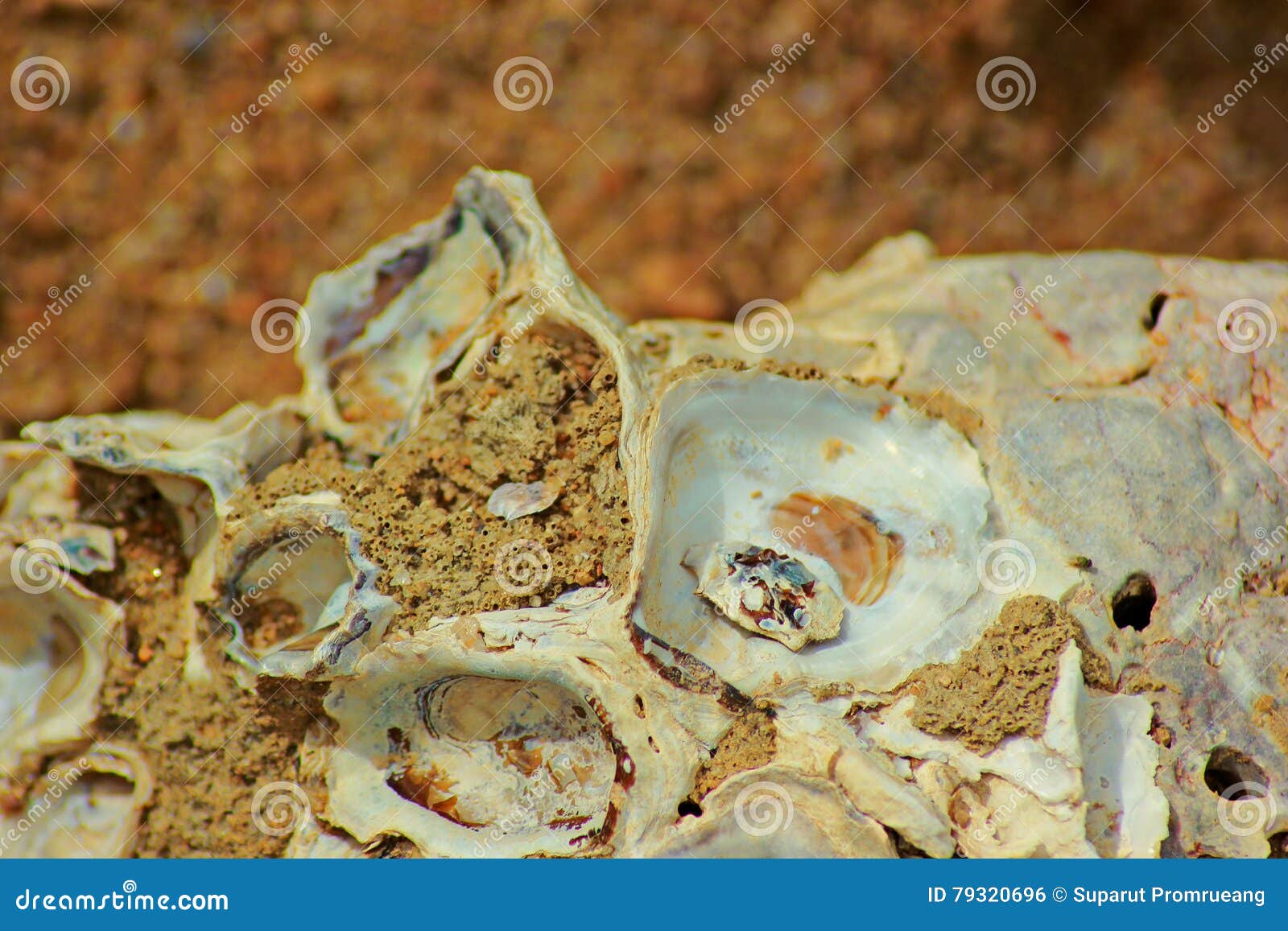 Old shells stock photo. Image of approaching, bond, embedded - 79320696