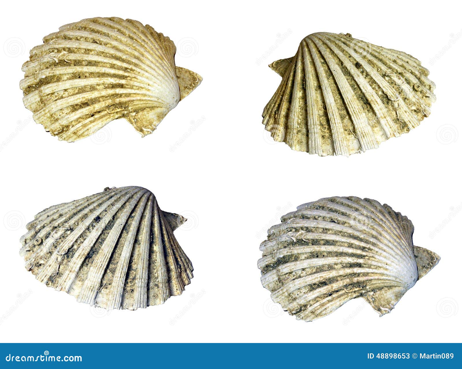 Old Shells on white stock image. Image of marine, graphic - 48898653