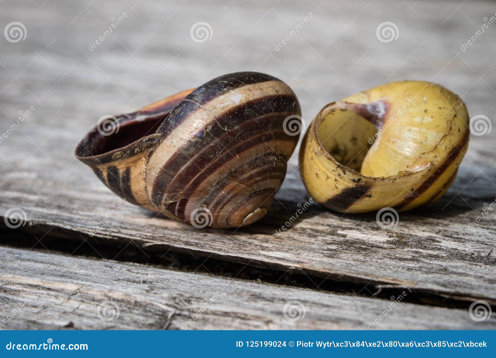 Old Shells on a Wooden Table. Shells of Molluscs Remaining Empty Stock ...