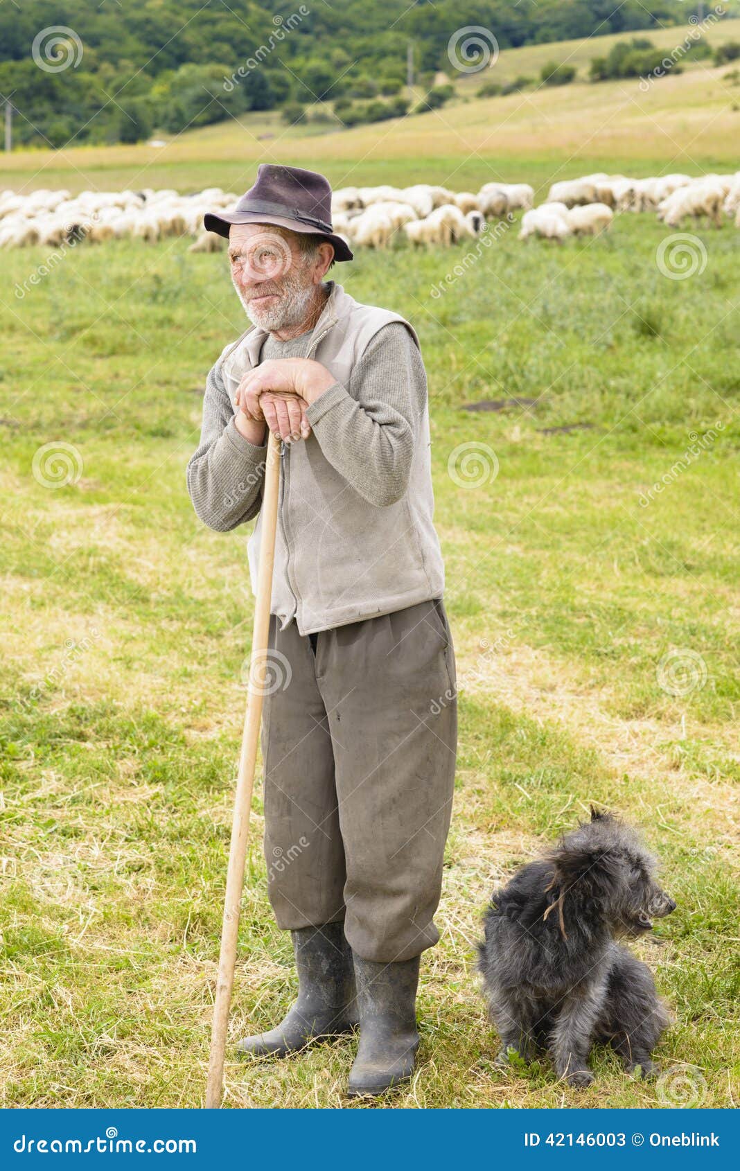 Old Sheperd near his flock stock image. Image of animal - 42146003