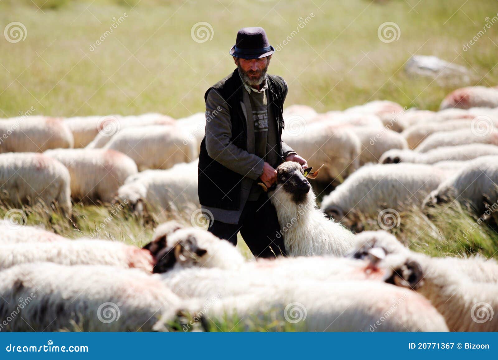 Old shepherd editorial photography. Image of mammal, countryside - 20771367