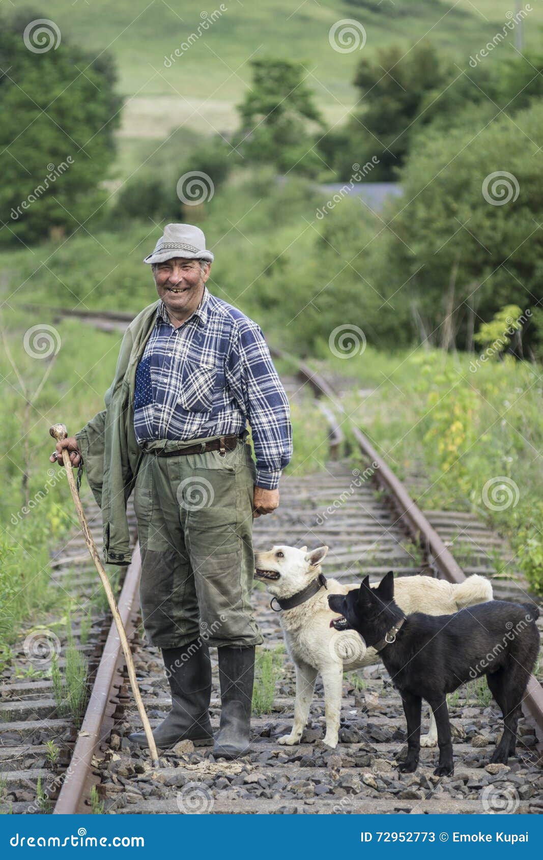 Old Shepherd and Dogs editorial stock photo. Image of farm - 72952773