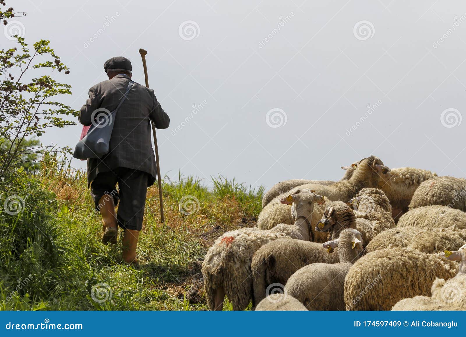 Old Shepherd Grazing His Sheep in Turkey Editorial Stock Image - Image ...
