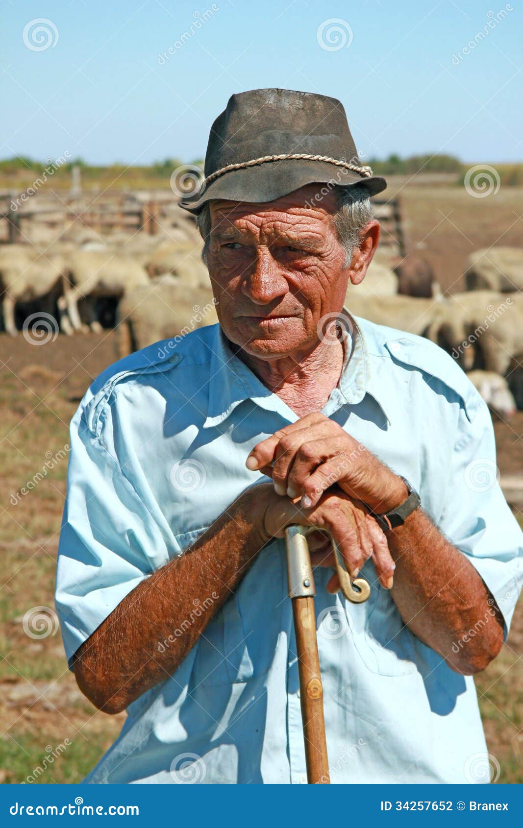 Old Shepherd stock photo. Image of feeding, lamb, herdsman - 34257652