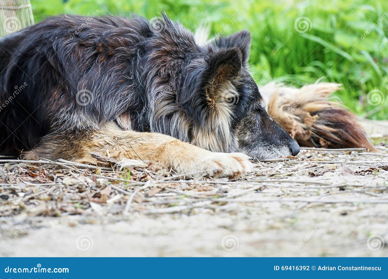 Old shepherd stock photo. Image of canine, german, long - 69416392