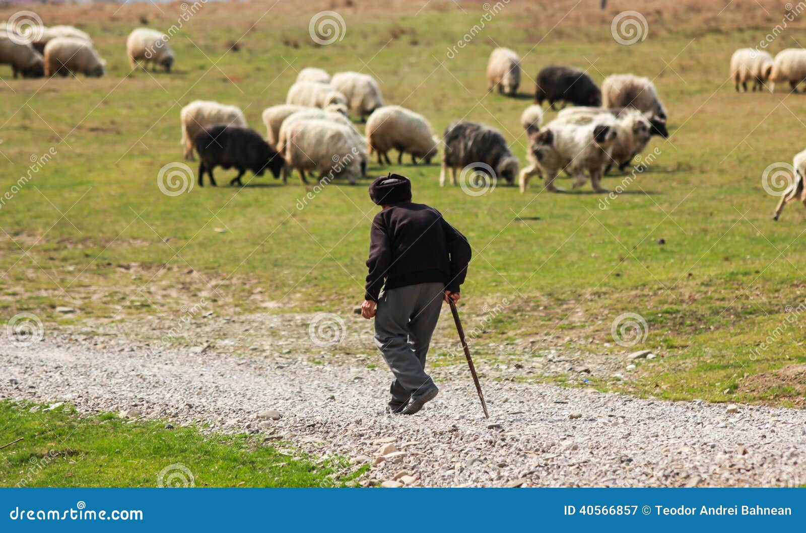 Old shepherd stock image. Image of poor, farm, green - 40566857