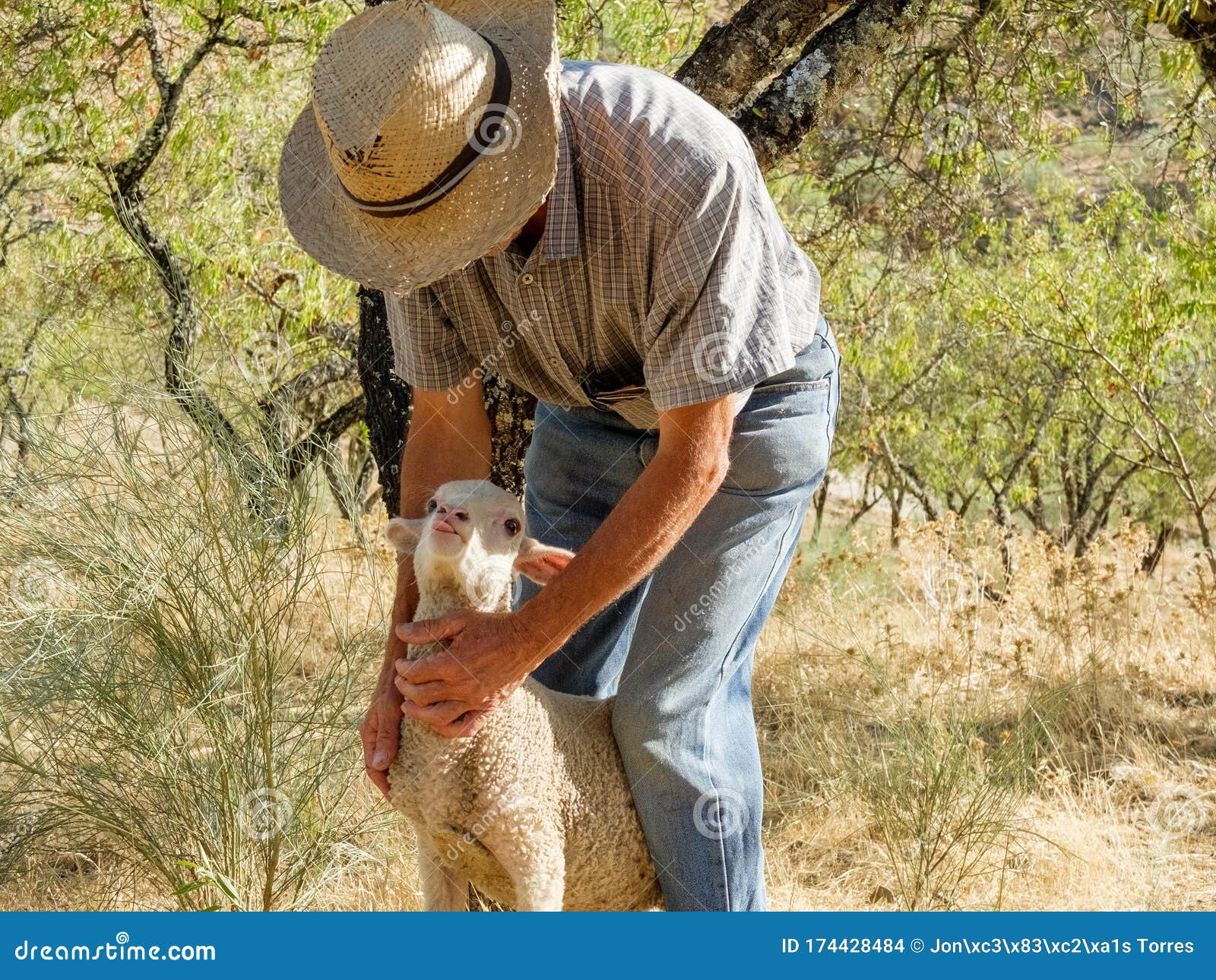 Old Shepherd Walking with Sheep Editorial Stock Image - Image of ...