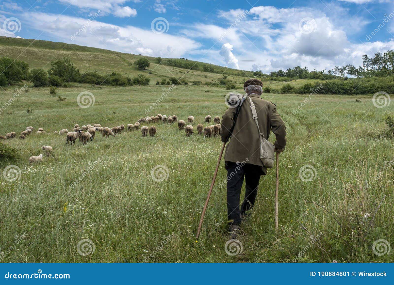 Field Of Canes Stock Photo | CartoonDealer.com #25832376