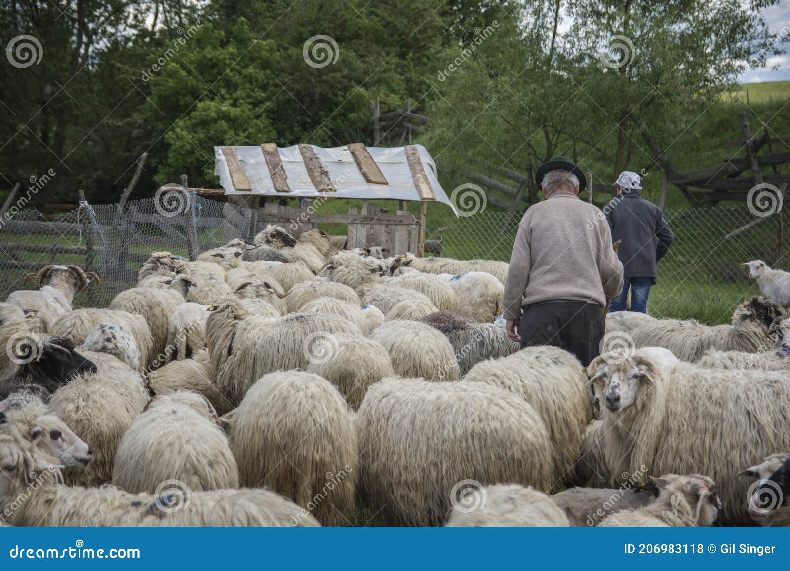 A Sheep Keeper Editorial Photo | CartoonDealer.com #69482695