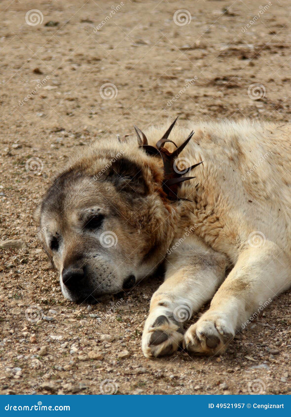 Old shepperd dog stock image. Image of shepperd, kangal - 49521957